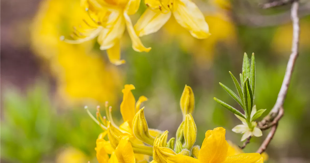 Rhododendron lut.'Goldtopas', Sommergrüne Azalee 'Goldtopas ...