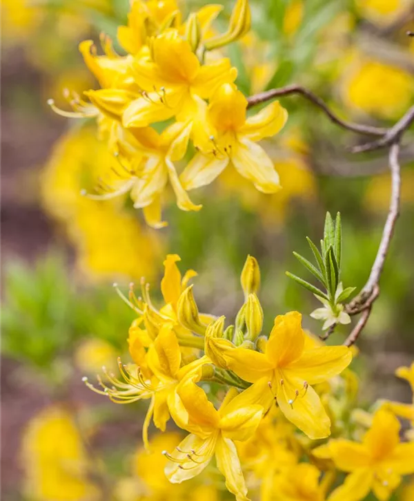 Rhododendron lut.'Goldtopas', Sommergrüne Azalee 'Goldtopas ...