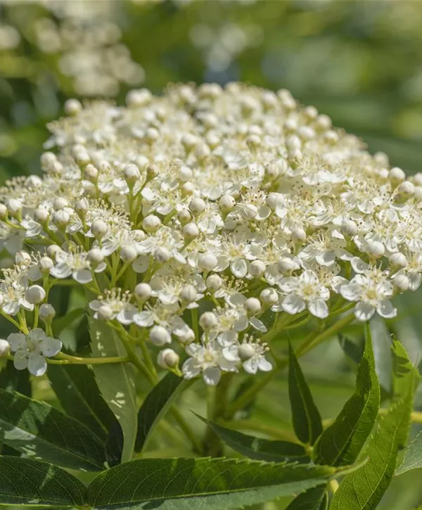 Sorbus 'Burka', Ebereschen Hybride 'Burka' - Geschickt Pflanzen