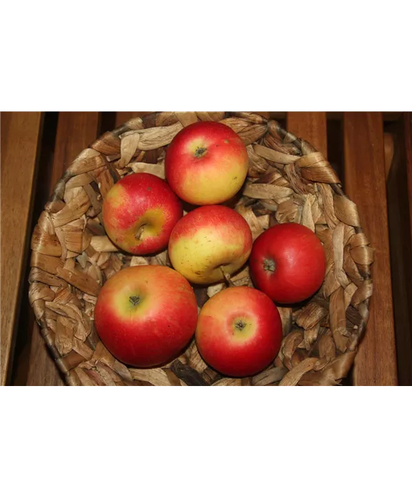 Malus 'Discovery' CAC, Apfel 'Discovery' früh - Geschickt Pflanzen