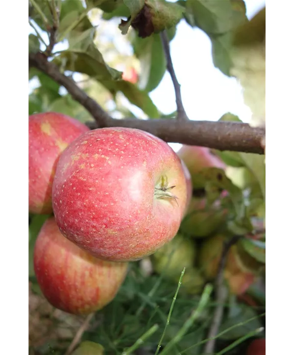 Malus 'Garden Sundue', Zwerg-Apfel 'Garden Sundue' - Geschickt Pflanzen