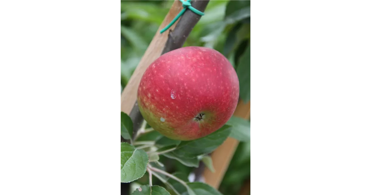 Malus 'Ingrid Marie' CAC, Apfel 'Ingrid Marie' mittel - Geschickt Pflanzen