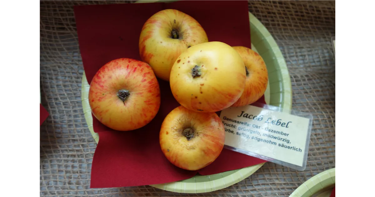 Malus 'Jakob Lebel' CAC, Apfel 'Jakob Lebel' mittel - Geschickt Pflanzen