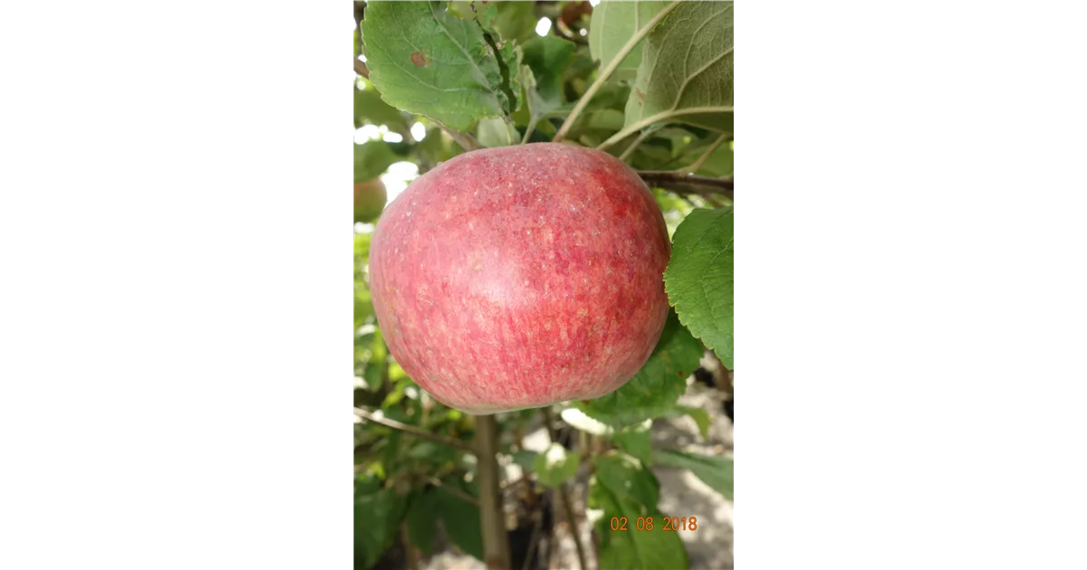 Malus 'Kaiser Alexander' CAC, Apfel 'Kaiser Alexander' mittel ...