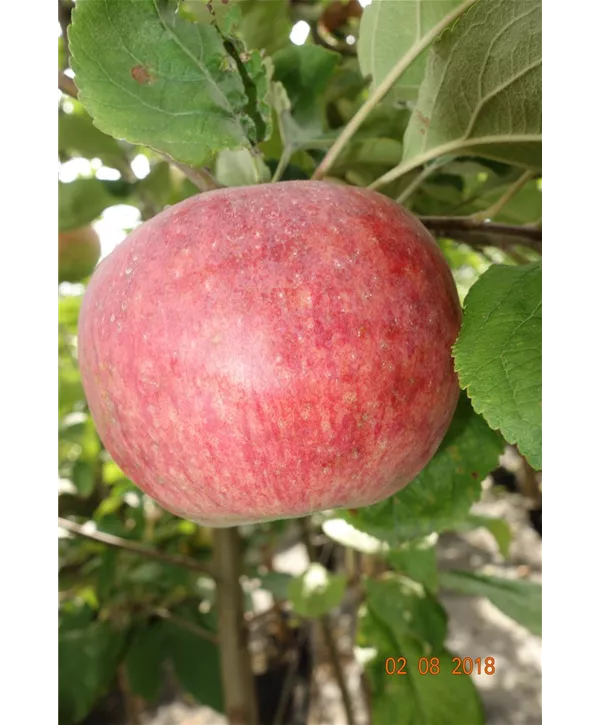 Malus 'Kaiser Alexander' CAC, Apfel 'Kaiser Alexander' mittel ...