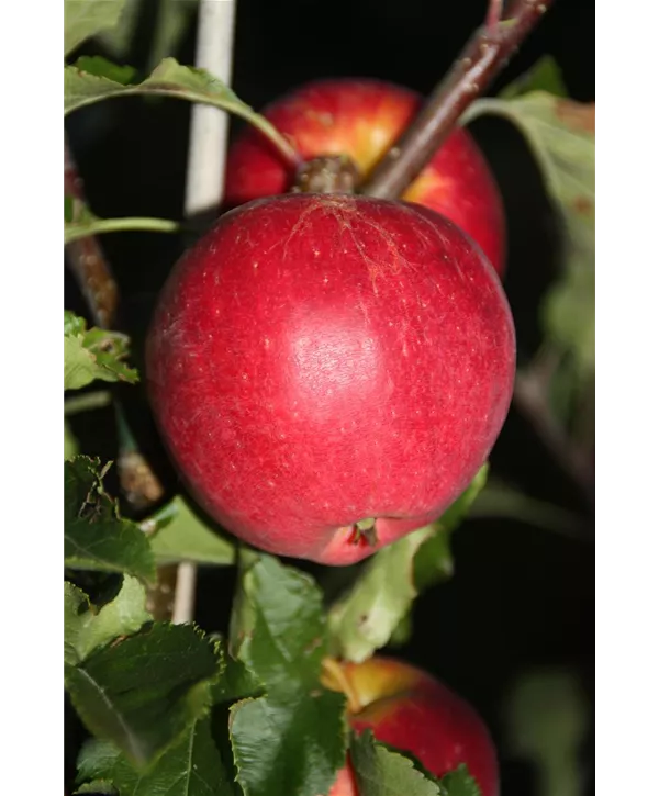 Malus 'Paradis Ninifee', Apfel 'Paradis Ninifee' - Geschickt Pflanzen