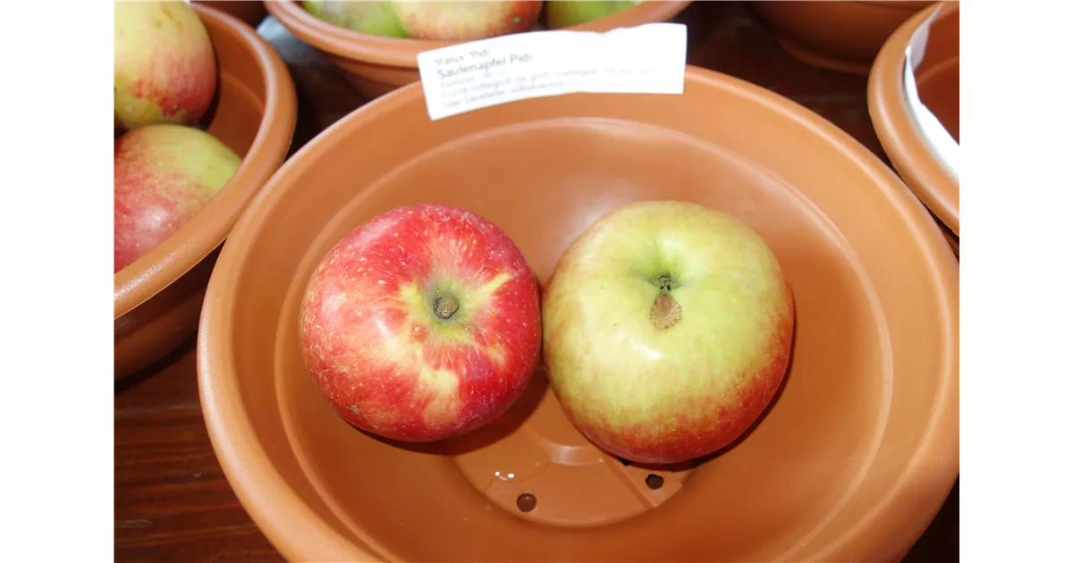 Malus 'Pidi' -S- CAC, Zwerg-Säulen-Apfel 'Pidi' -S- - Geschickt Pflanzen