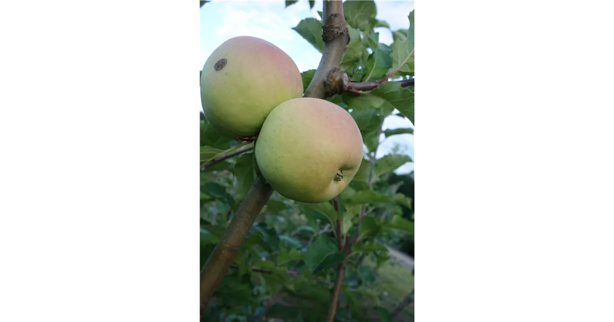 Malus 'Weißer Astrachan' CAC, Apfel 'Weißer Astrachan' früh - Geschickt ...