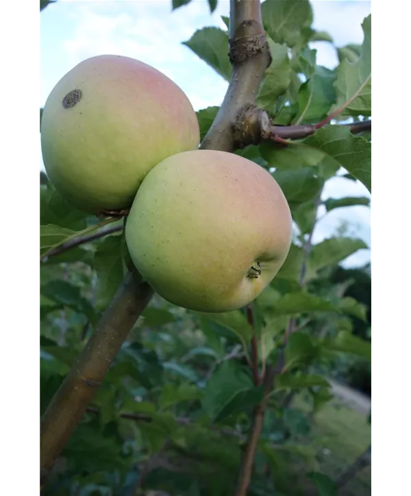 Malus 'Weißer Astrachan' CAC, Apfel 'Weißer Astrachan' früh - Geschickt ...