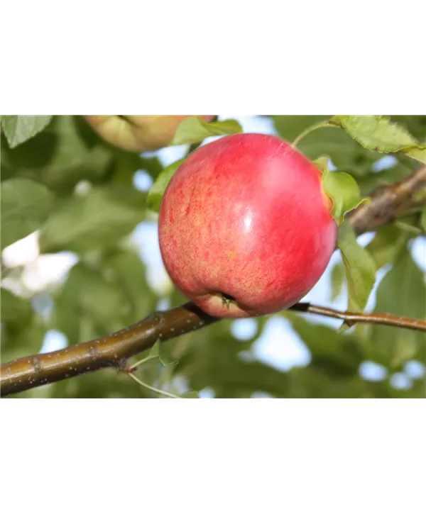 Malus 'Rewena' -S- CAC, Apfel 'Rewena' -S- mittel - Geschickt Pflanzen
