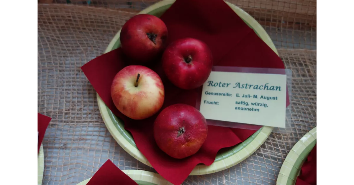 Malus 'Roter Astrachan' CAC, Apfel 'Roter Astrachan' früh - Geschickt ...
