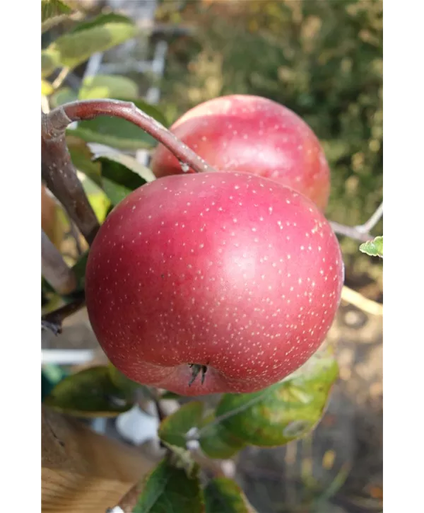 Malus 'Steffens Rosenapfel / Baldwin', Apfel 'Steffens Rosenapfel ...