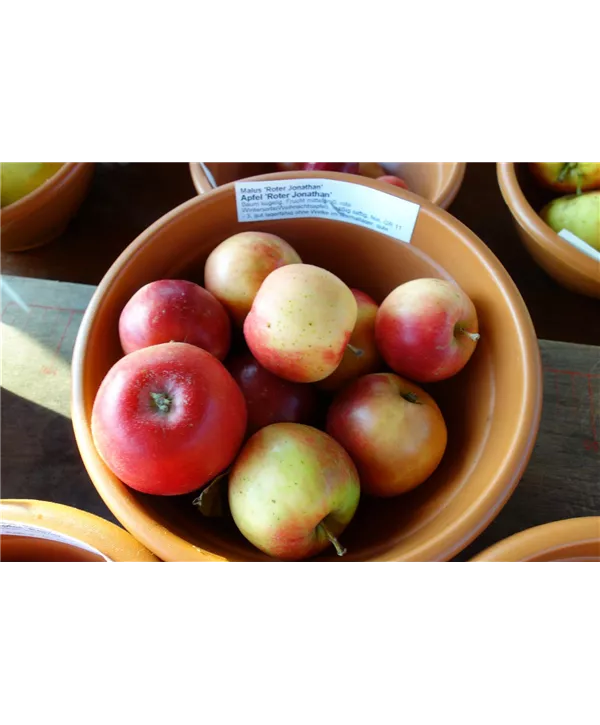 Malus 'Roter Jonathan' CAC, Apfel 'Roter Jonathan' - Geschickt Pflanzen