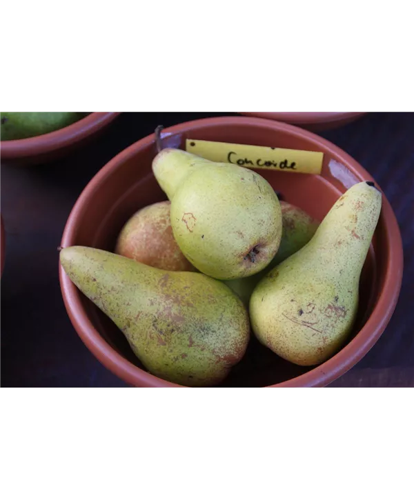 Pyrus com.'Concorde', Säulenbirne 'Concorde' - Geschickt Pflanzen