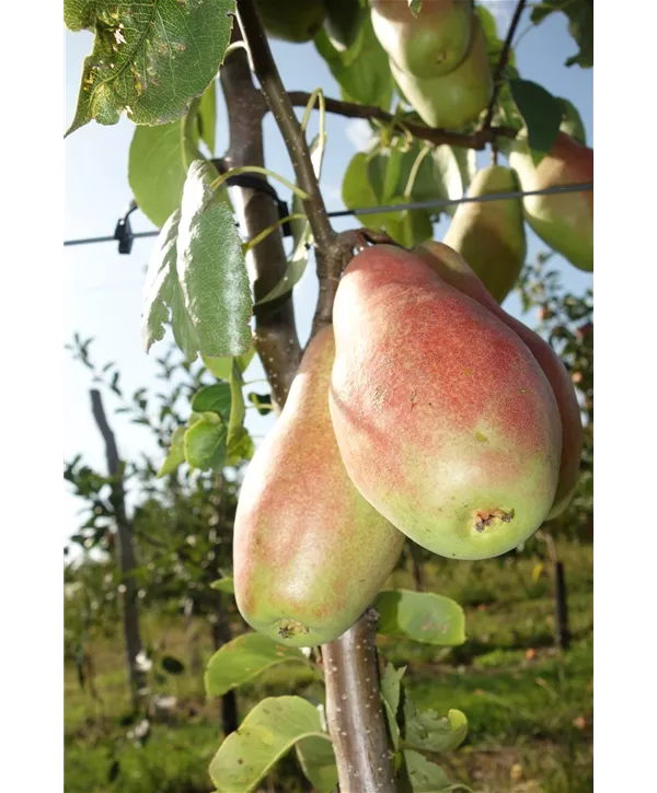 Pyrus com.'Talgar Beauty', Birne 'Talgar Beauty' - Geschickt Pflanzen