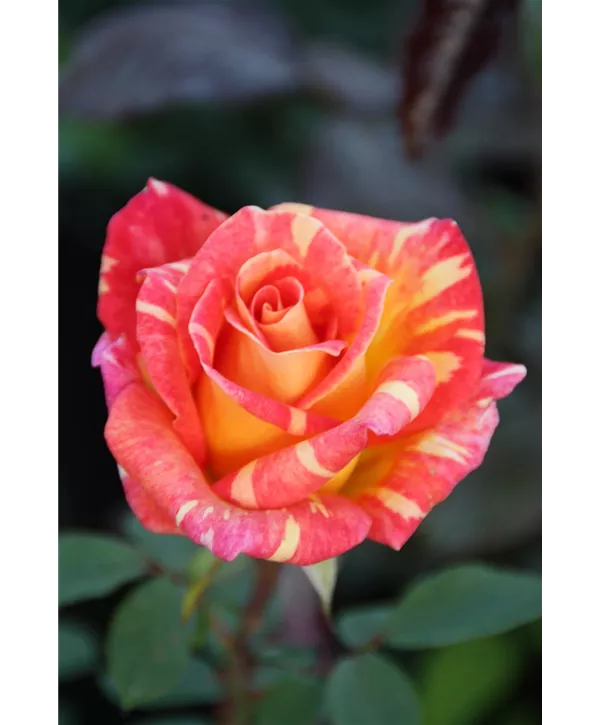 Rosa 'Caribia' -R- TH, Edelrose 'Caribia' -R- - Geschickt Pflanzen