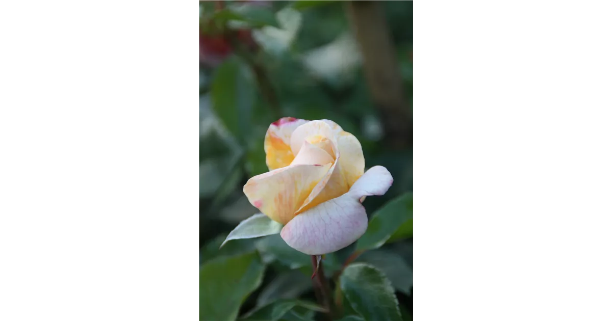 Rosa 'Hermann-Hesse-Rose' -R- BT, Beetrose 'Hermann-Hesse-Rose' -R- ADR ...