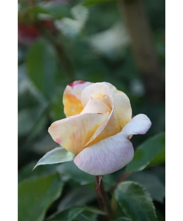 Rosa 'Hermann-Hesse-Rose' -R- BT, Beetrose 'Hermann-Hesse-Rose' -R- ADR ...