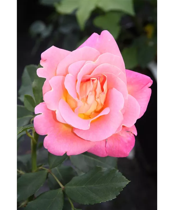 Rosa 'Inspiration' -R- TH, Edelrose 'Inspiration' -R- ADR-Rose ...