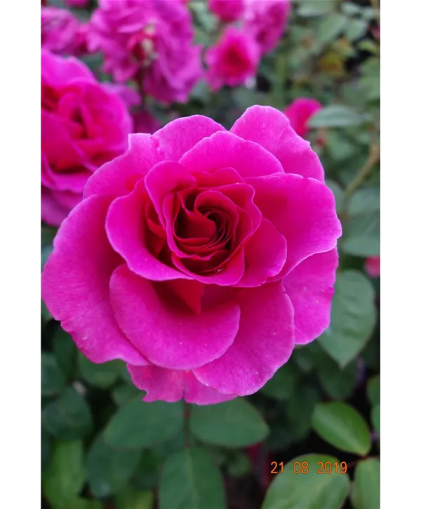 Rosa 'Laudatio' -R- BT, Beetrose 'Laudatio' -R- - Geschickt Pflanzen