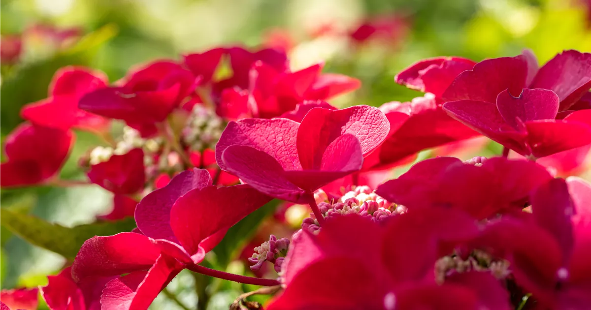 Hydrangea macrophylla 'Teller Red', Tellerhortensie 'Teller Red ...