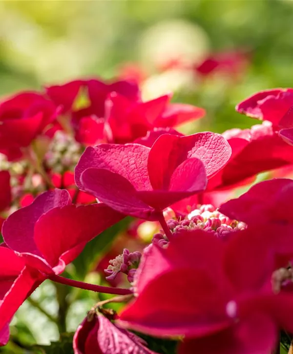 Hydrangea macrophylla 'Teller Red', Tellerhortensie 'Teller Red ...