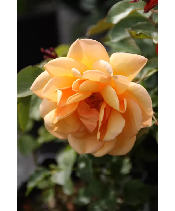 Rosa 'Valencia' -R- TH, Edelrose 'Valencia' -R- - Geschickt Pflanzen