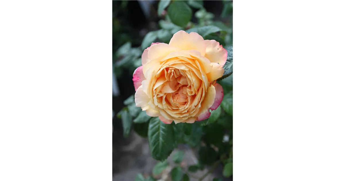 Rosa 'Capri' -R- TH, Edelrose 'Capri' -R- - Geschickt Pflanzen