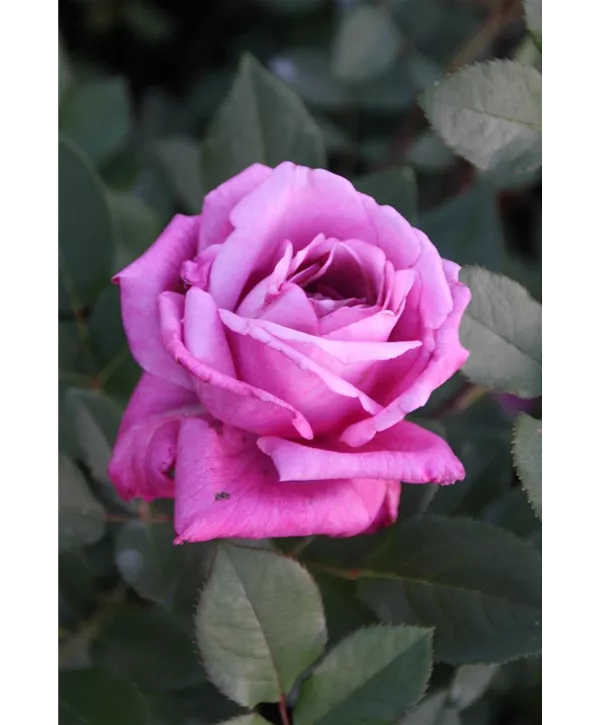 Rosa 'Blue Parfum' -R- BT, Beetrose 'Blue Parfum' -R- - Geschickt Pflanzen