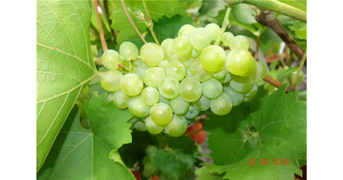 Vitis 'Frumoasa Alba', Gelber Tafelwein 'Frumoasa Alba' - Geschickt ...