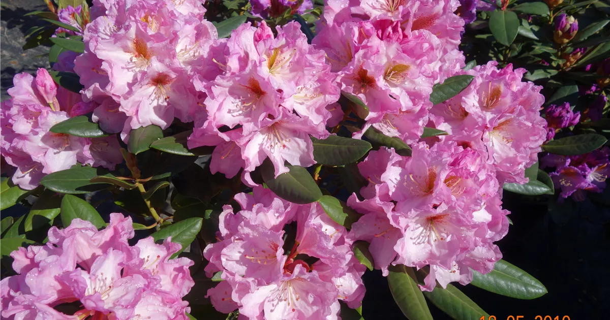 Rhododendron Hybr.'Lavender Princess', Rhododendron-Hybride 'Lavender ...
