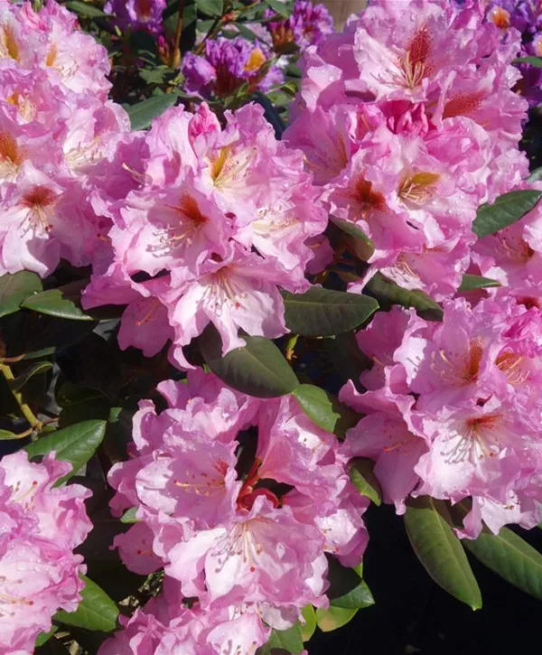 Rhododendron Hybr.'Lavender Princess', Rhododendron-Hybride 'Lavender ...