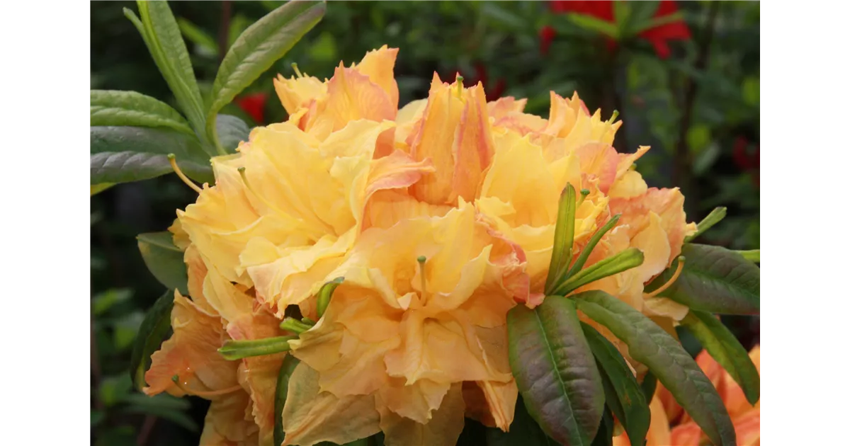 Rhododendron lut.'Csardas', Sommergrüne Azalee 'Csardas' - Geschickt ...