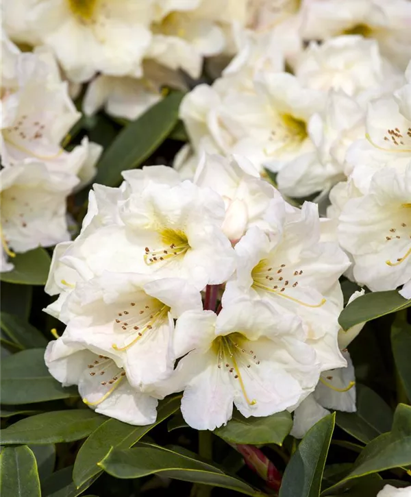Rhododendron yak.'Golden Melodie', Yaku-Rhododendron 'Golden Melodie ...