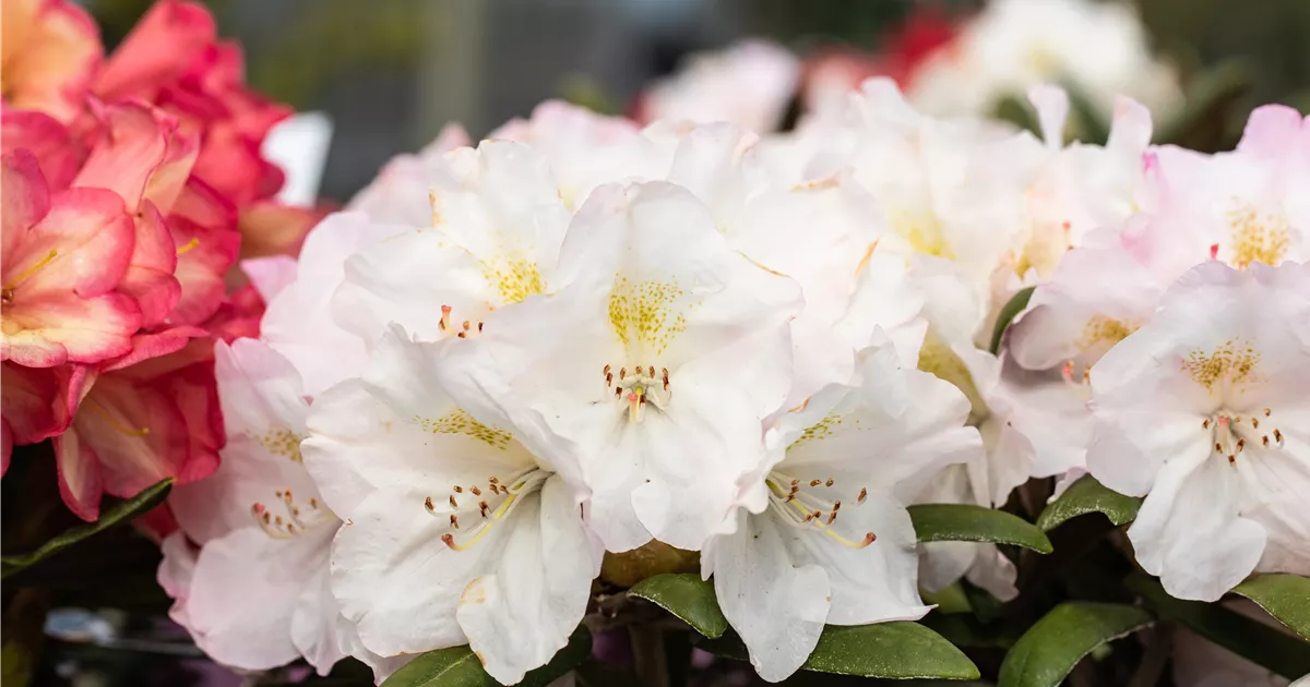 Rhododendron yak.'Ken Janeck', Yaku-Rhododendron 'Ken Janeck ...