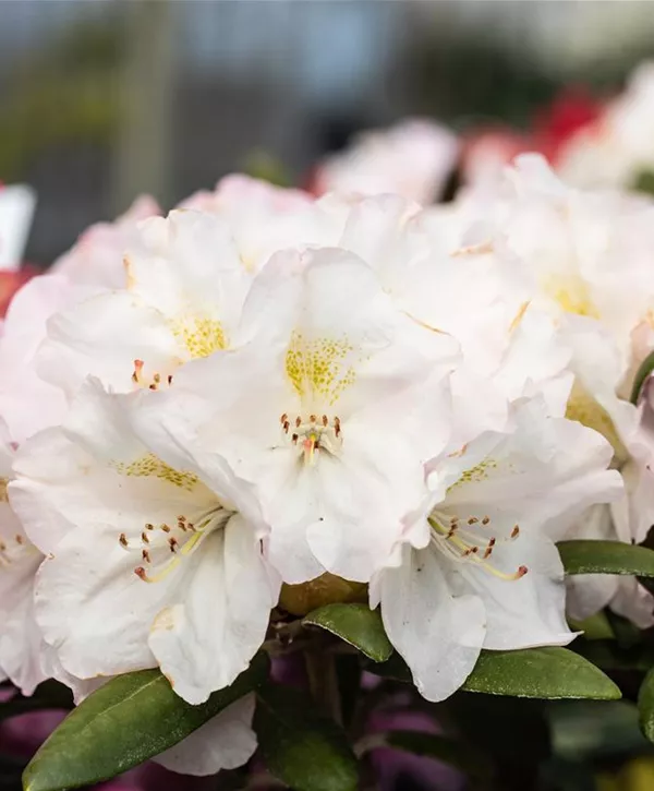 Rhododendron yak.'Ken Janeck', Yaku-Rhododendron 'Ken Janeck ...