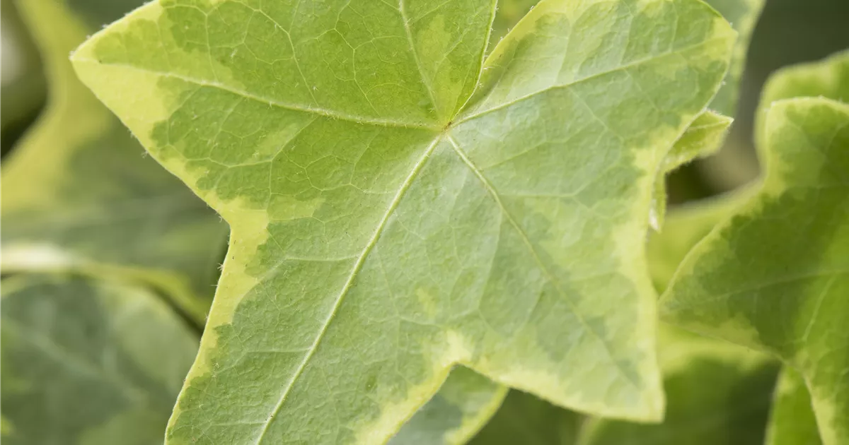 Hedera helix 'Goldchild', Gelbgerandeter Efeu - Geschickt Pflanzen