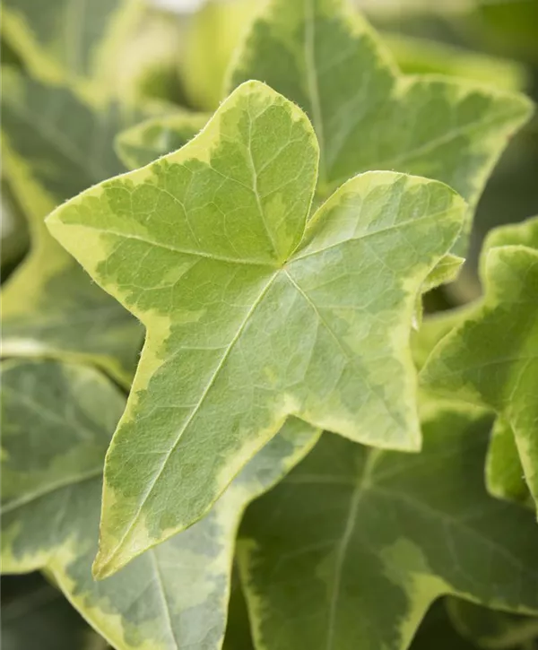 Hedera helix 'Goldchild', Gelbgerandeter Efeu - Geschickt Pflanzen