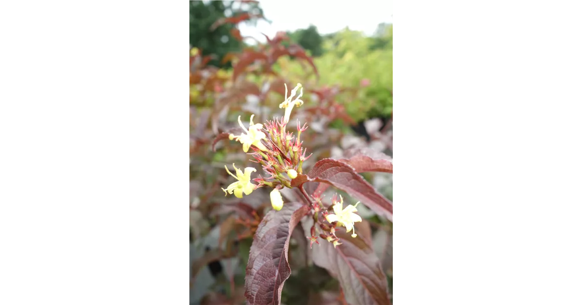Diervilla splendens 'Diva' -S-, Amerikanische Weigelie 'Diva' -S ...