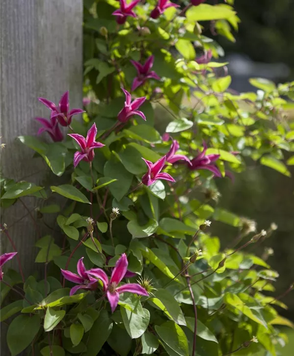 Clematis tex.'Princess Diana', Texas-Waldrebe 'Princess Diana ...