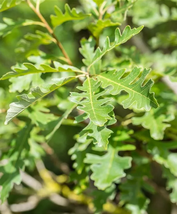 Quercus macrocarpa, Großfrüchtige Eiche - Geschickt Pflanzen