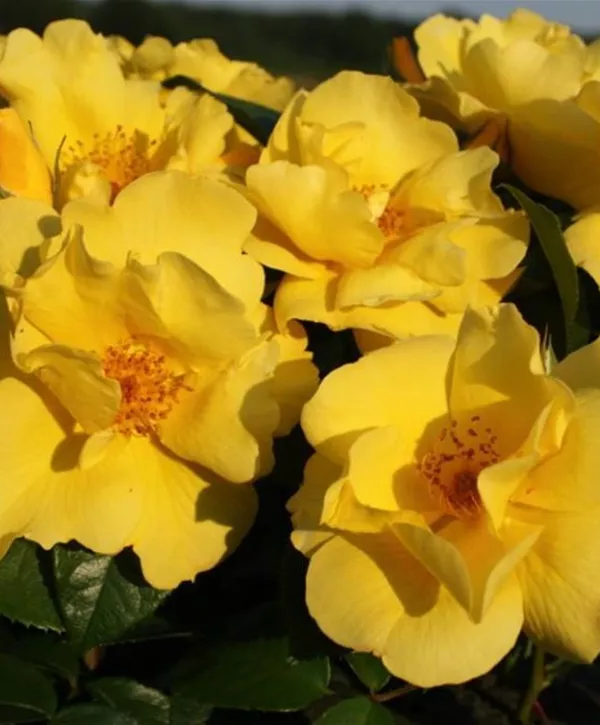 Rosa 'Lemon Fizz' -R- BT, Beetrose 'Lemon Fizz' -R- ADR-Rose ...