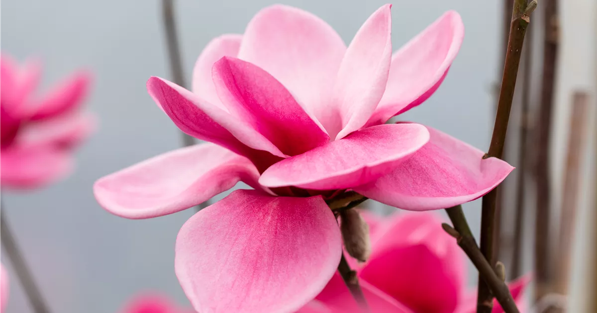 Magnolia 'Watermelon', Magnolie 'Watermelon' - Geschickt Pflanzen
