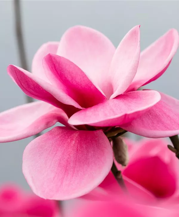 Magnolia 'Watermelon', Magnolie 'Watermelon' - Geschickt Pflanzen