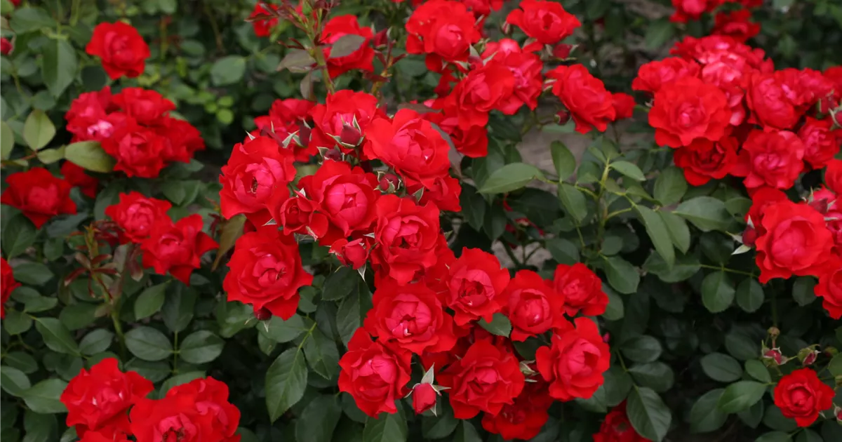Rosa 'Black Forest Rose' -R- BT, Beetrose 'Black Forest Rose' -R- ADR ...
