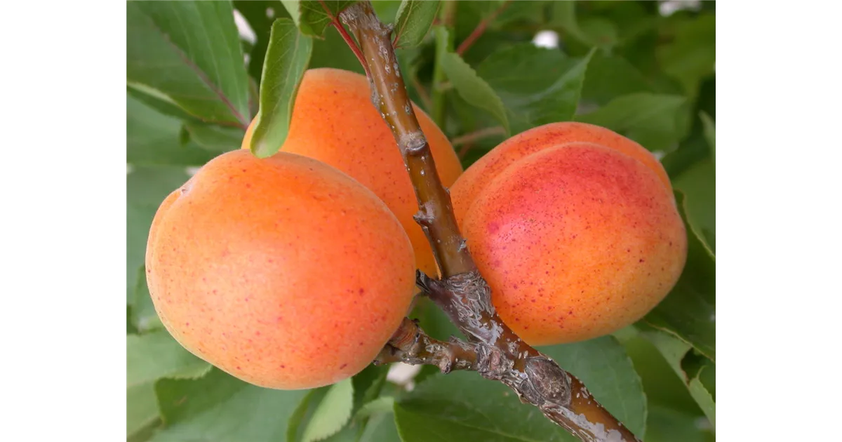 Prunus arm.'Aprigold', Zwergprikose Aprigold - Geschickt Pflanzen