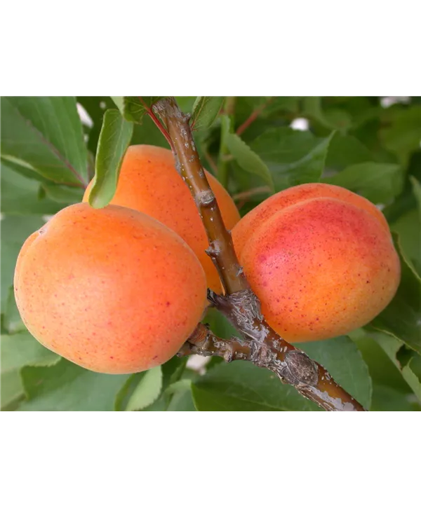 Prunus arm.'Aprigold', Zwergprikose Aprigold - Geschickt Pflanzen