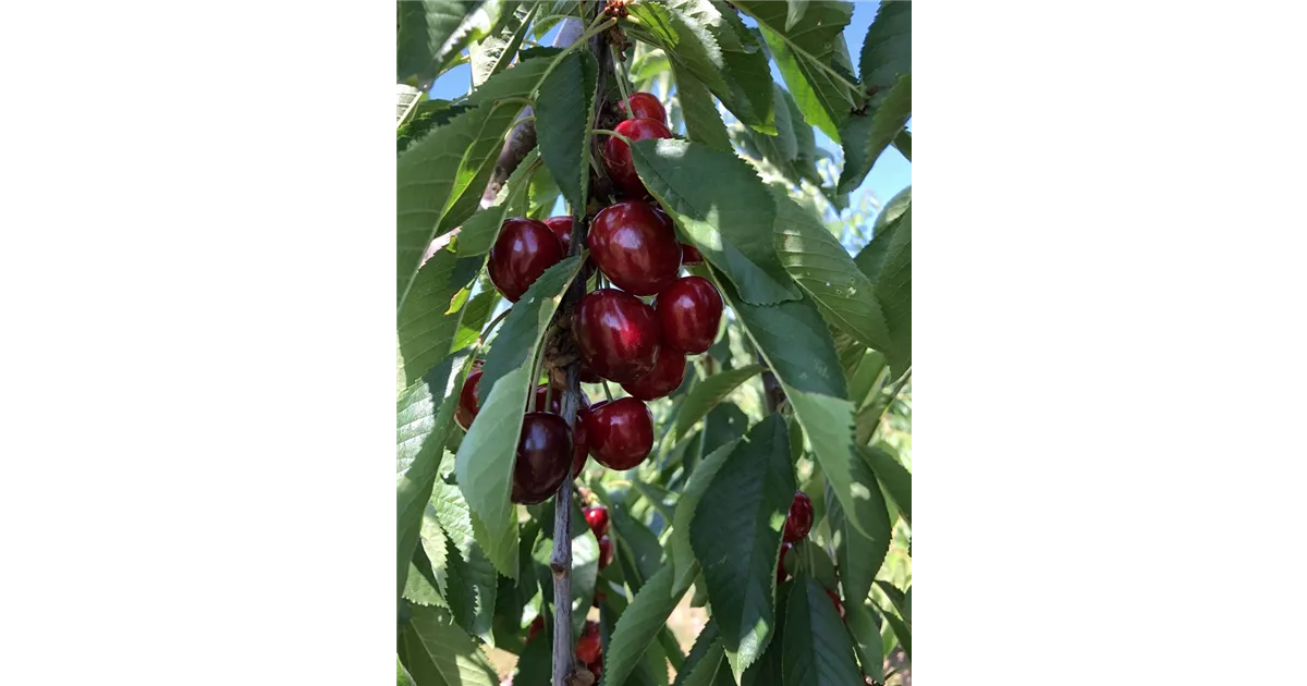 Prunus av.'Tamara' -S- CAC, Süßkirsche 'Tamara' -S- - Geschickt Pflanzen