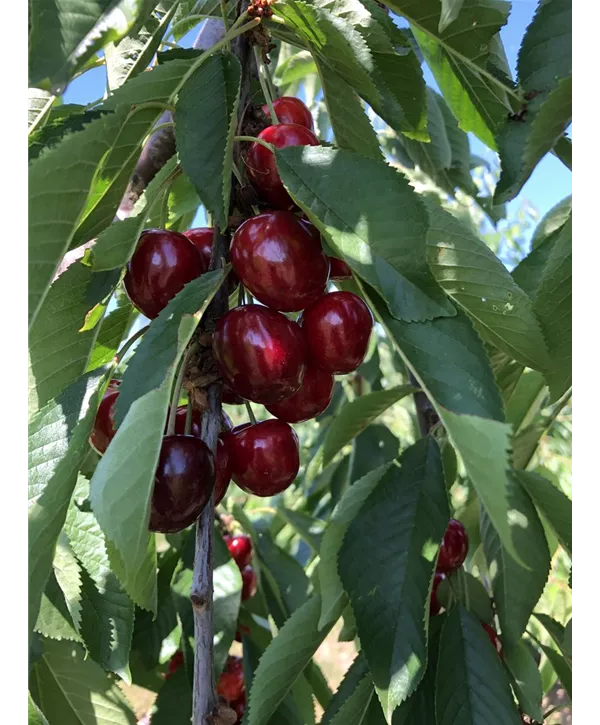 Prunus av.'Tamara' -S- CAC, Süßkirsche 'Tamara' -S- - Geschickt Pflanzen