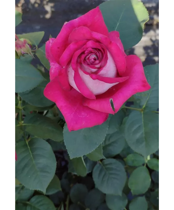 Rosa 'Monica Bellucci' -R- TH, Edelrose 'Monica Bellucci' -R ...